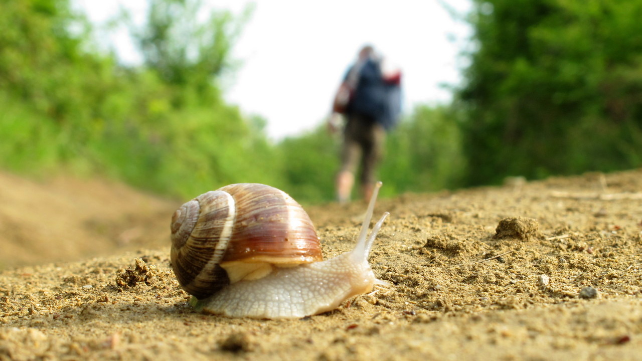 Slow Food e Slow Travel - Movimento Lento Network